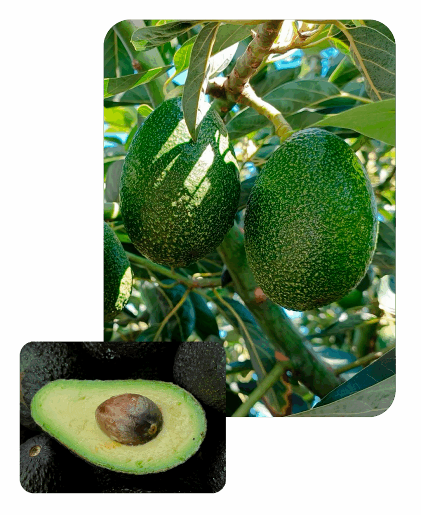 Paltos – Botanitec